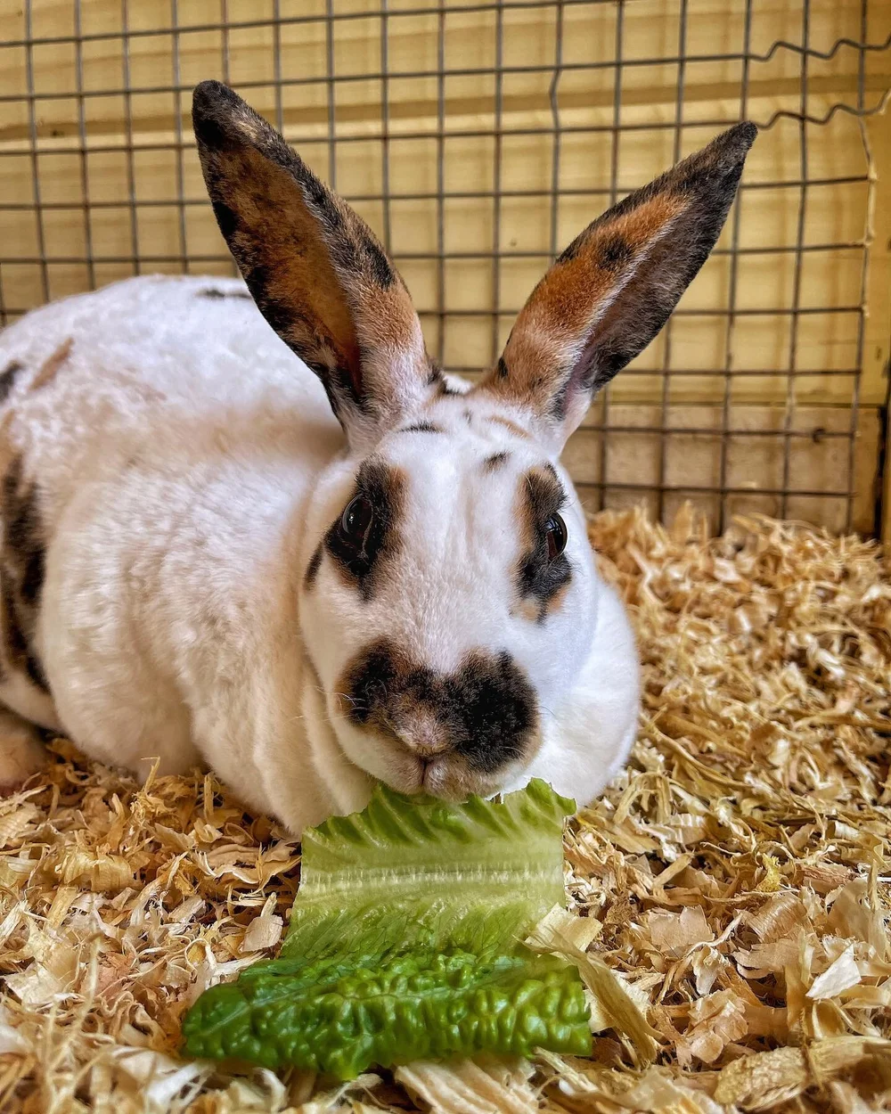 Zoomars at River Street Ranch