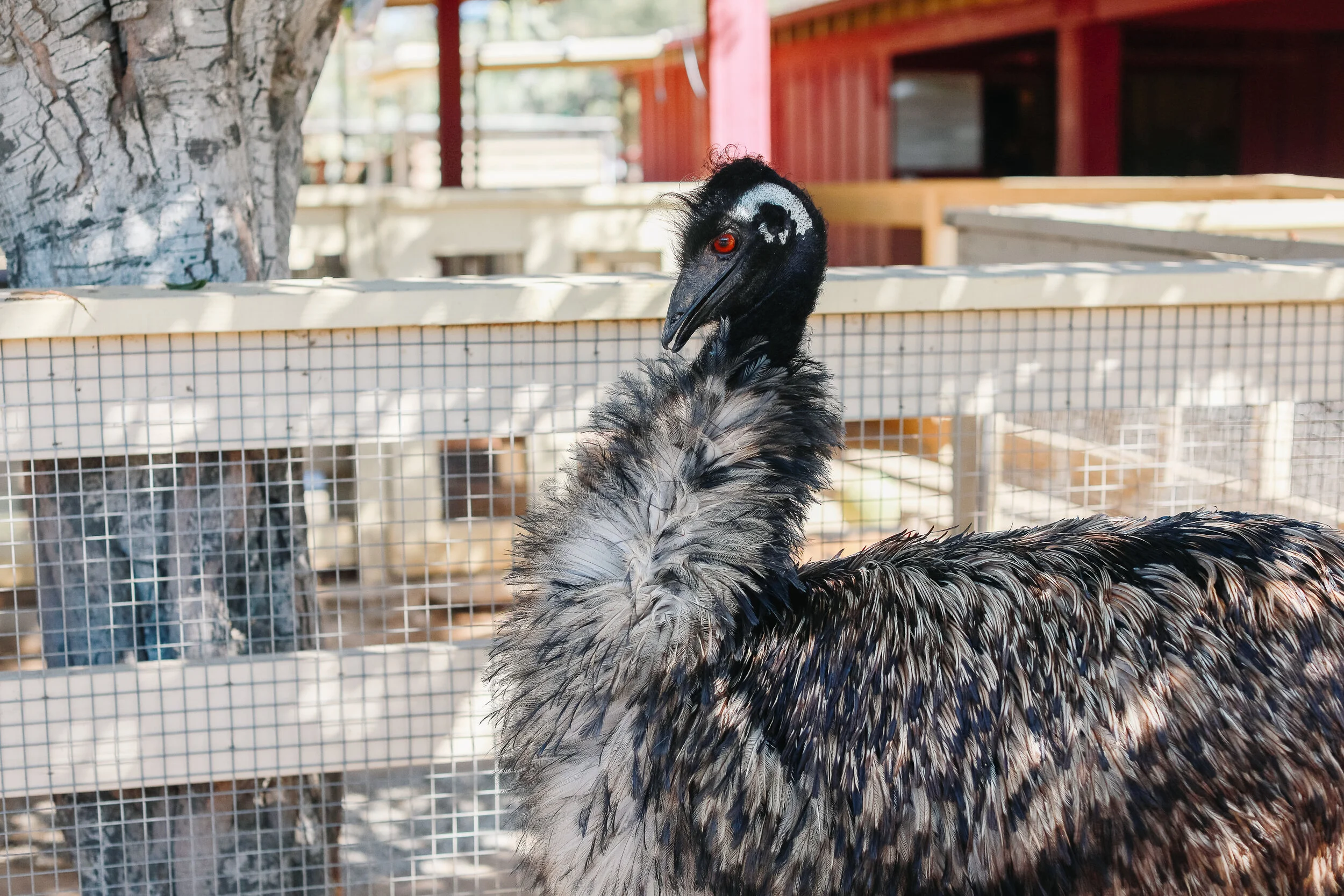 Our Animals — Zoomars at River Street Ranch