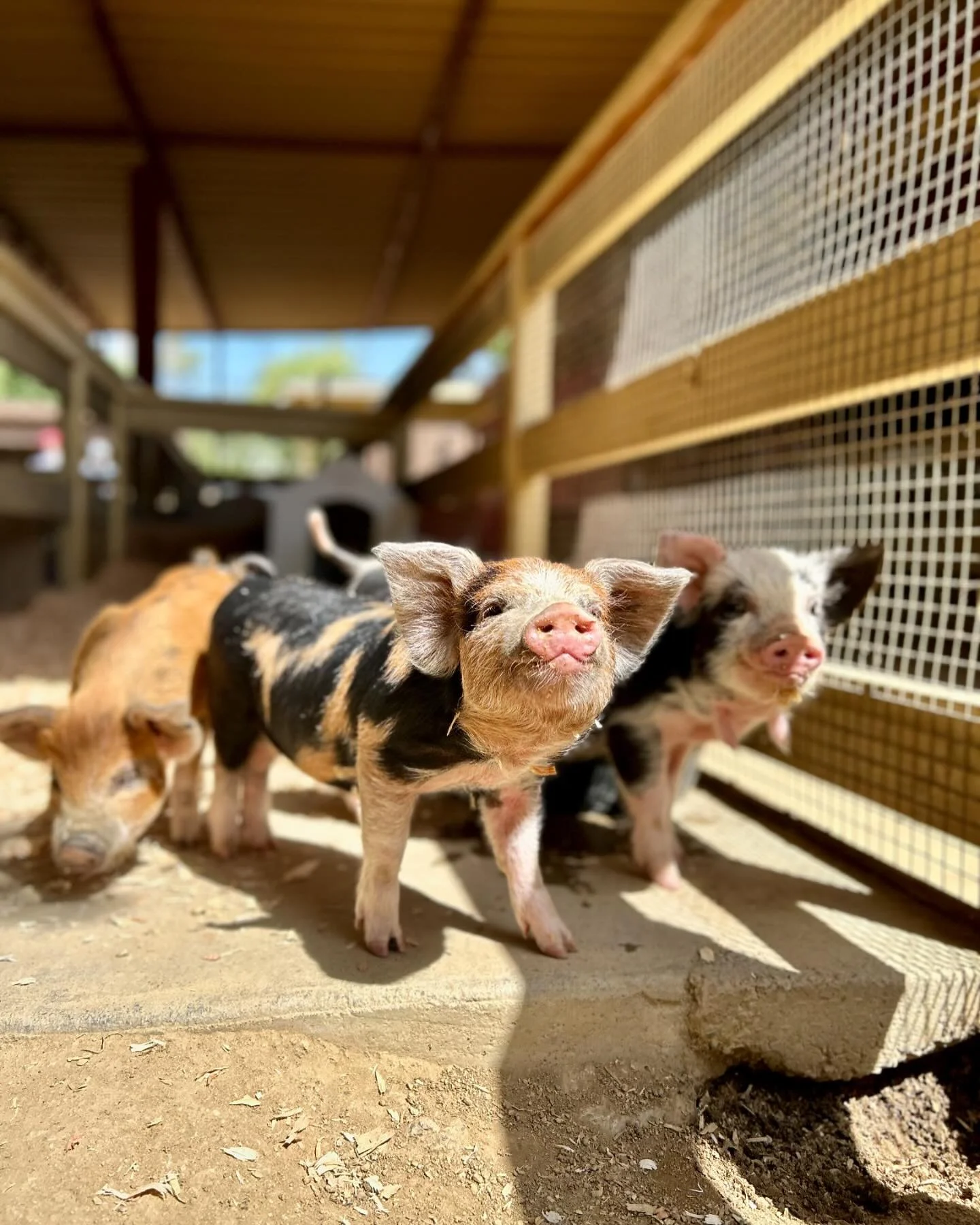 Zoomars at River Street Ranch