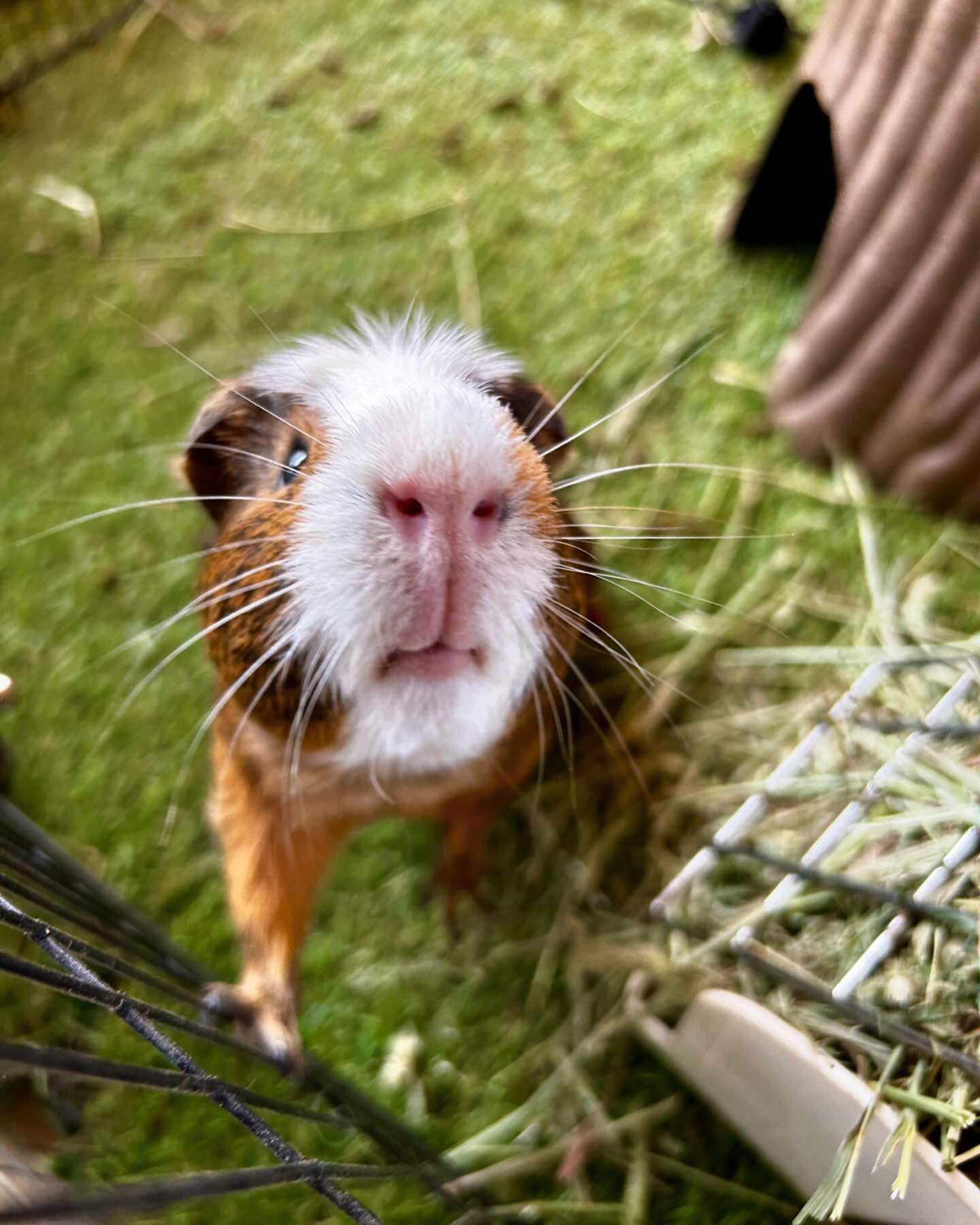 Zoomars at River Street Ranch