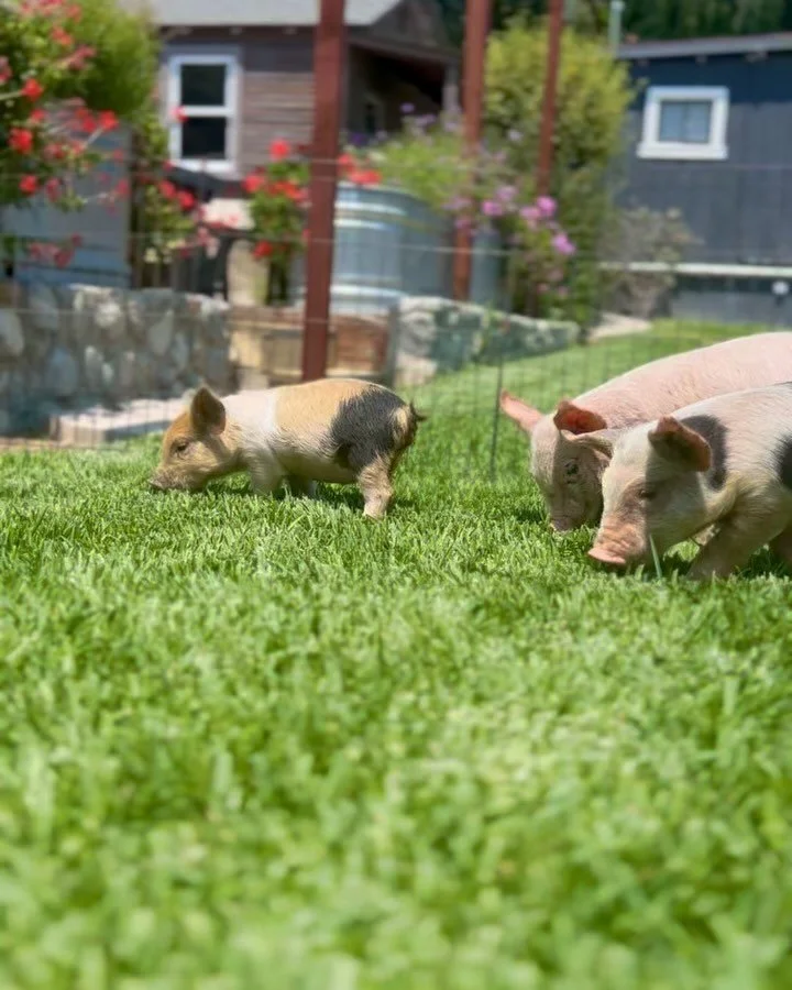 Zoomars at River Street Ranch