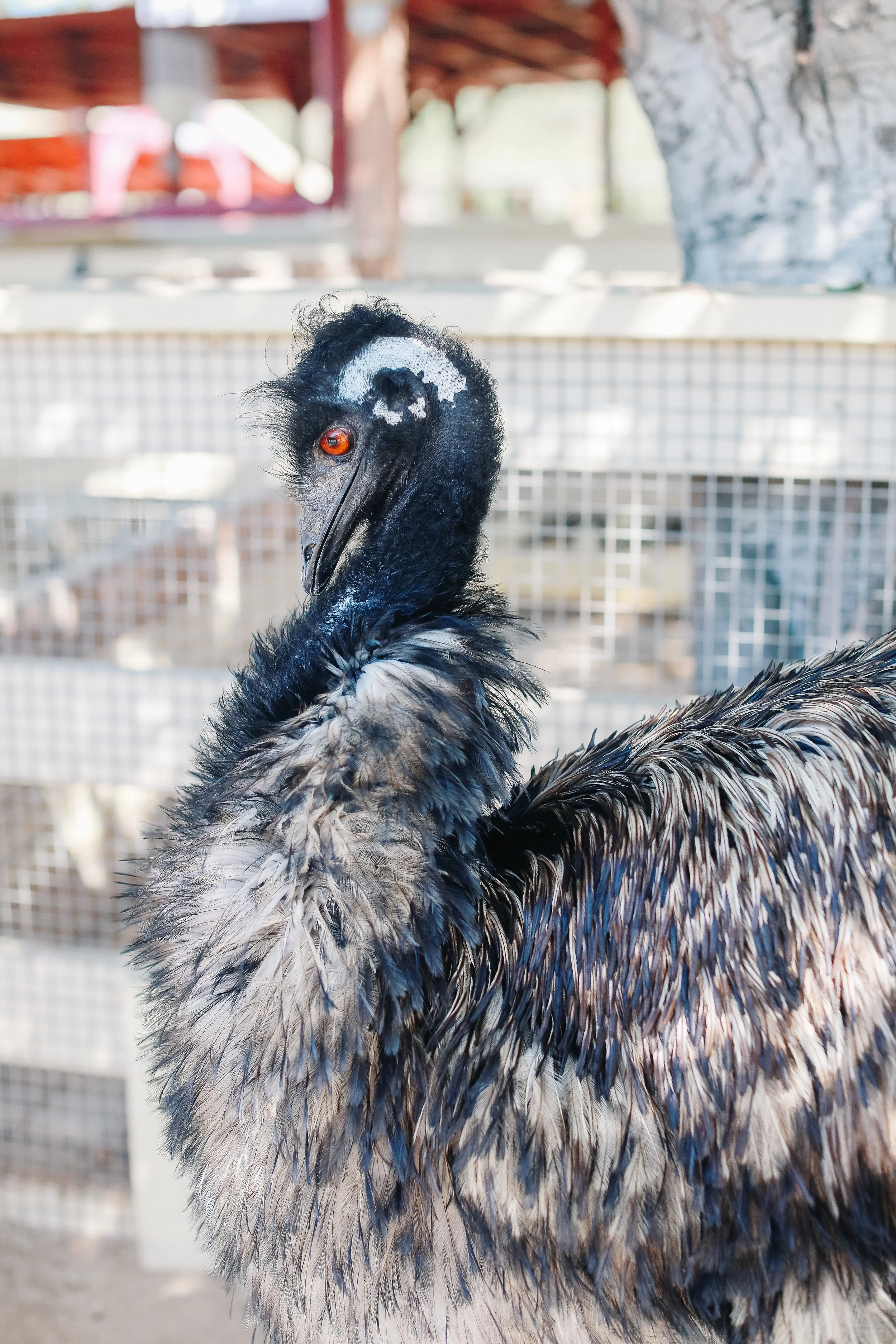 Plan a Visit — Zoomars at River Street Ranch