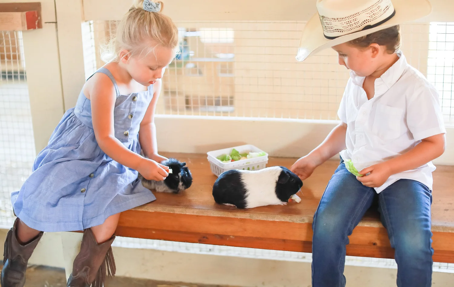 Attractions — Zoomars at River Street Ranch