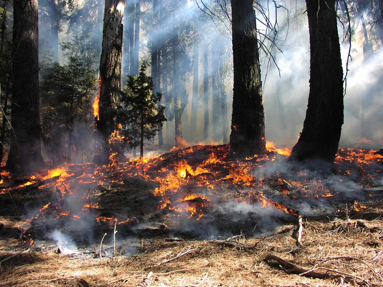 Photo Gallery — Association for Fire Ecology