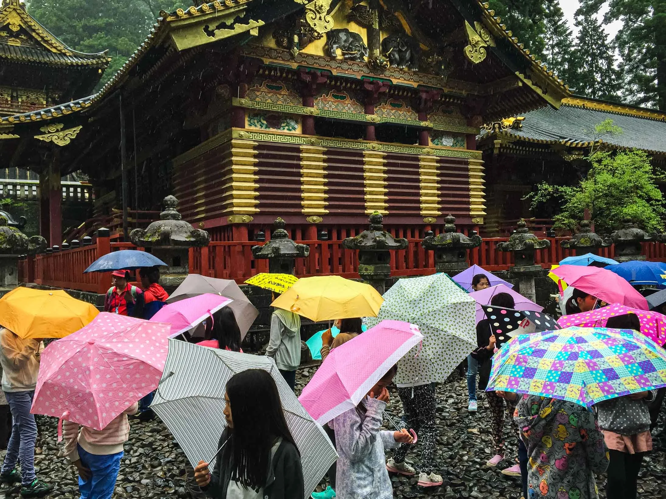 Nikko - 6 — Mitch Meyer Photos