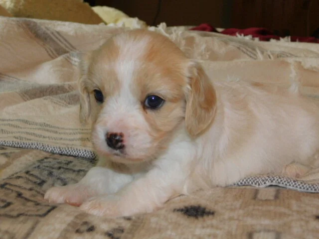 Available Puppies — Linda's Puppy Kisses Nursery