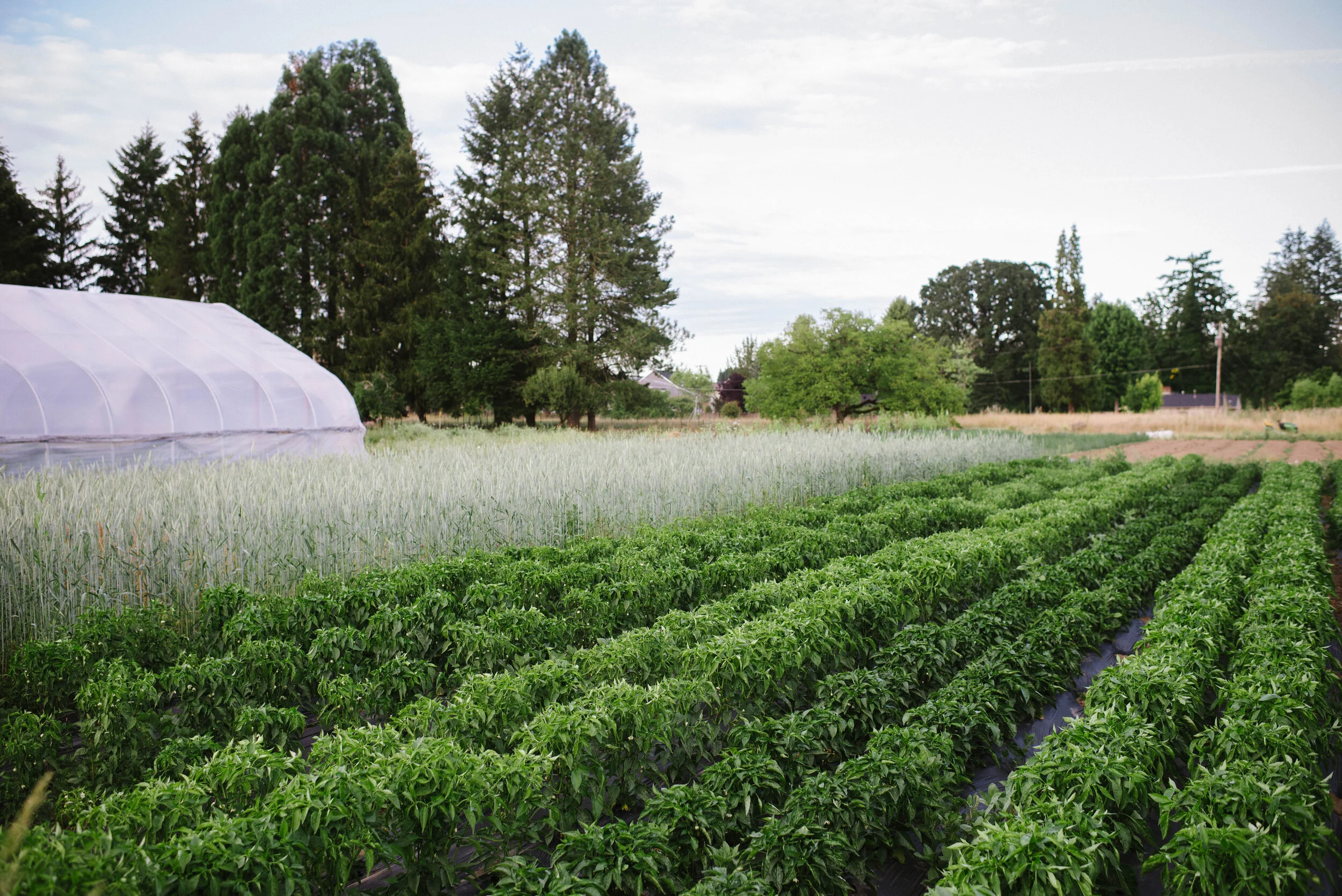 Working Theory Farm: Empowering youth through farming — Working Theory Farm