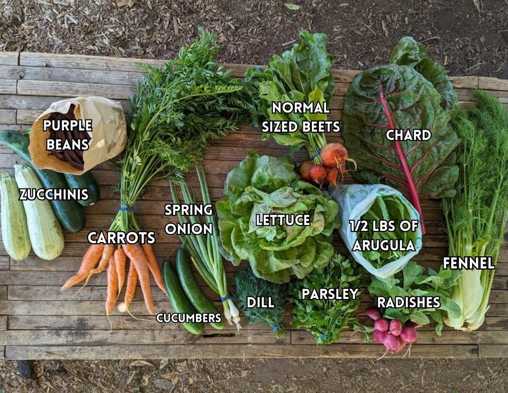 CSA — Working Theory Farm