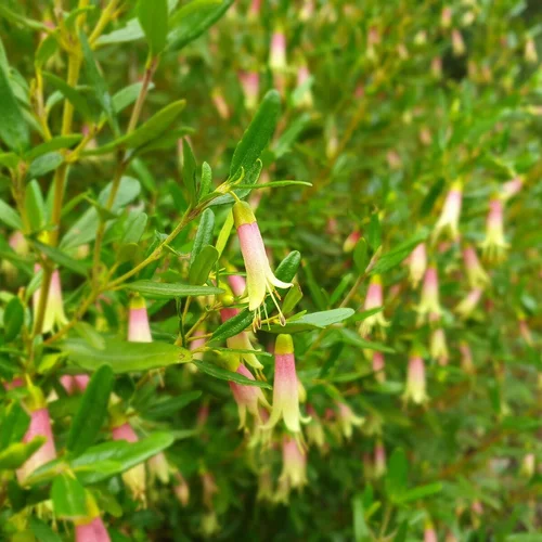 Plant Profile: Correa — Ben Hutchinson Landscapes – Native Australian ...