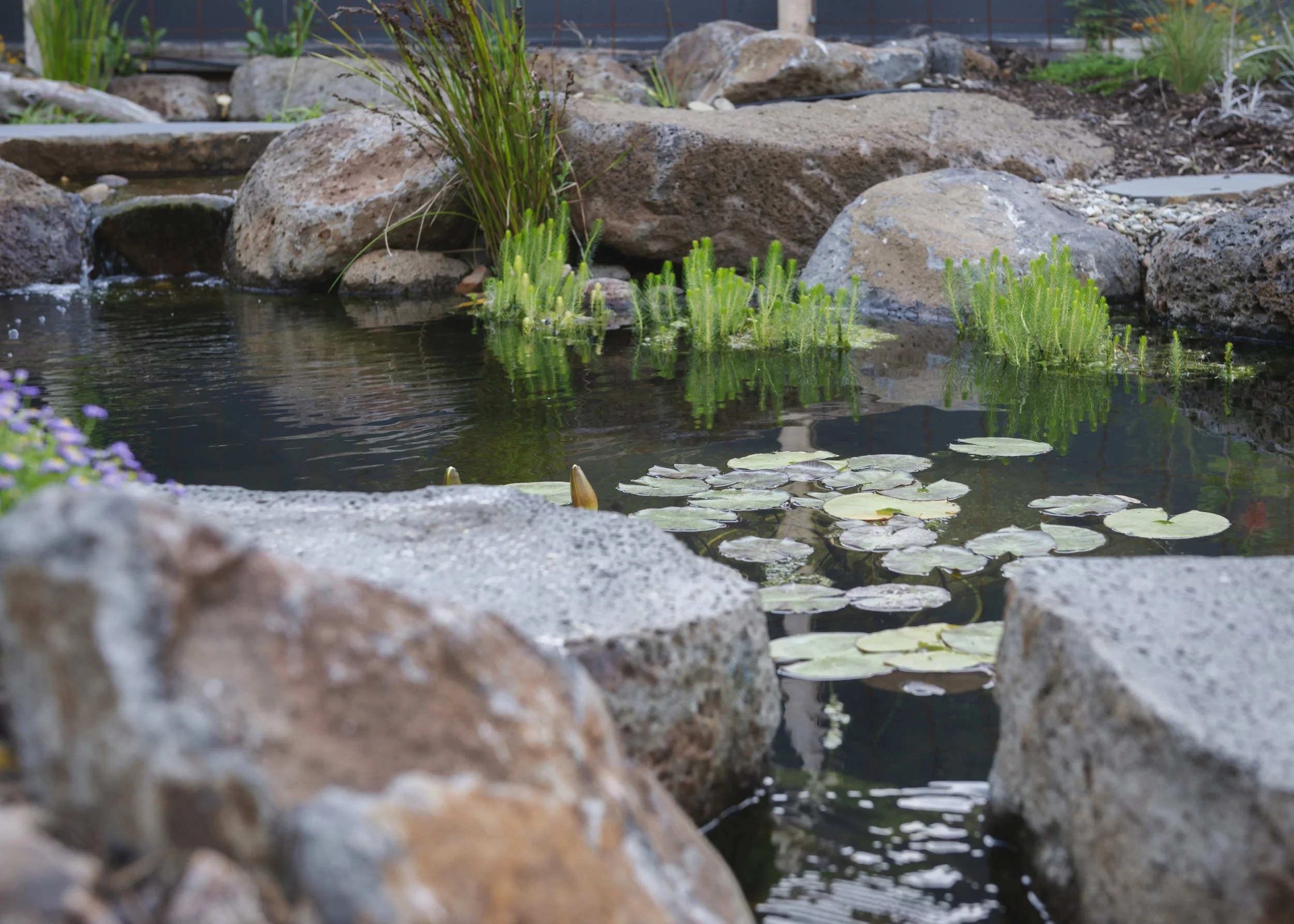 Australian native gardens, natural ponds and water features — Ben ...