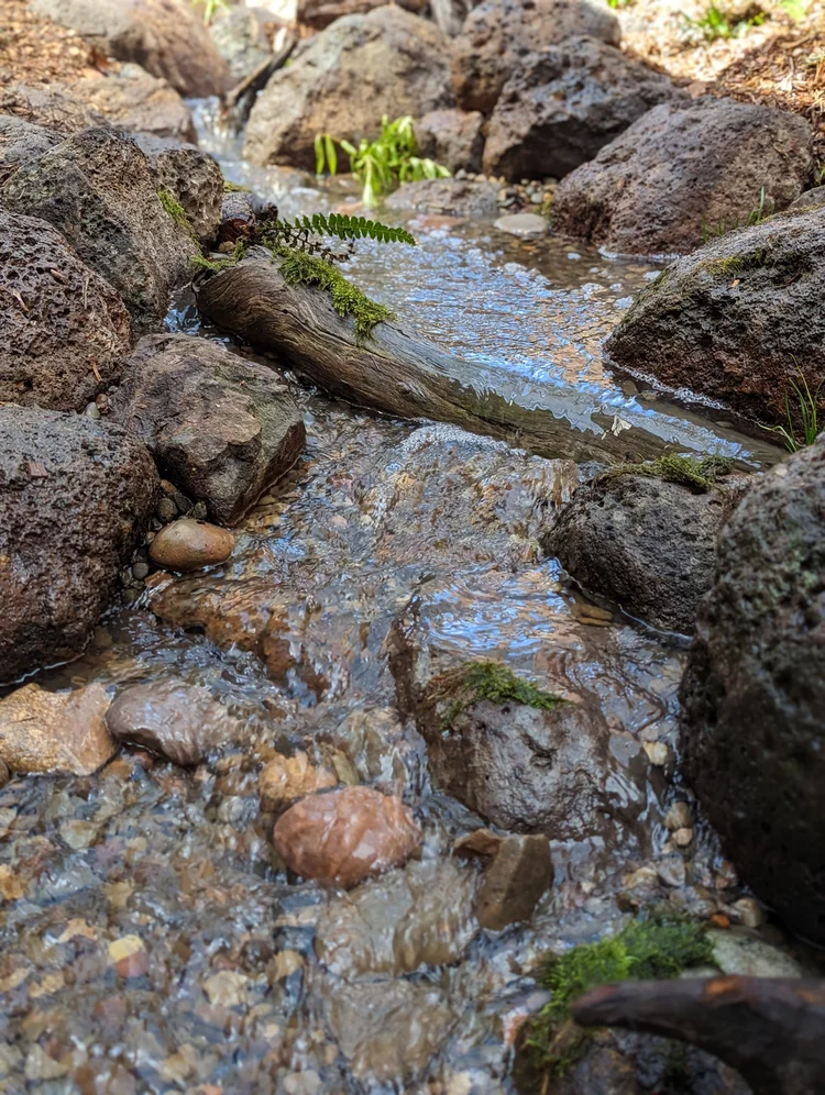 Australian native gardens, natural ponds and water features — Ben ...