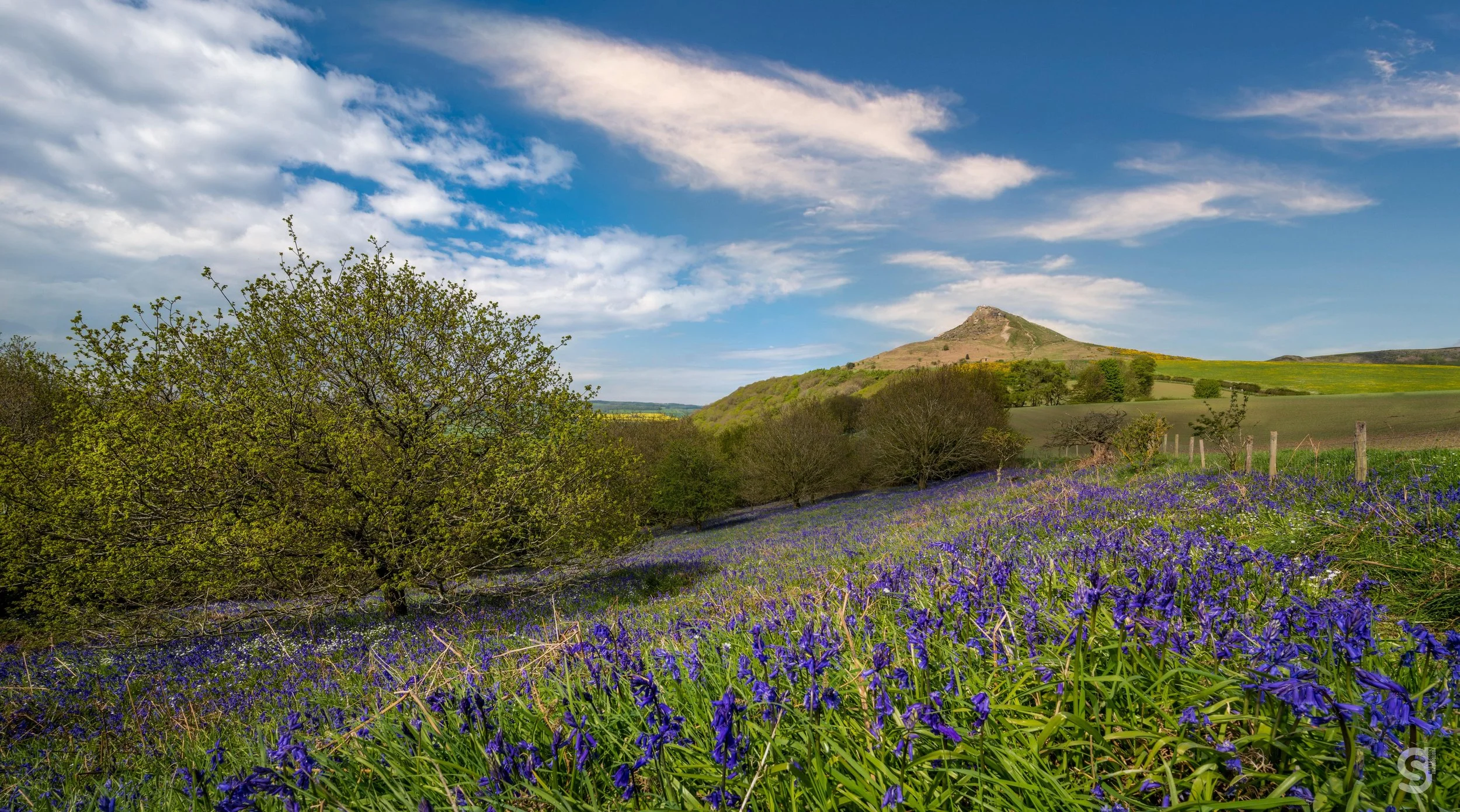 Bluebell Season — Garry Sugden Photography