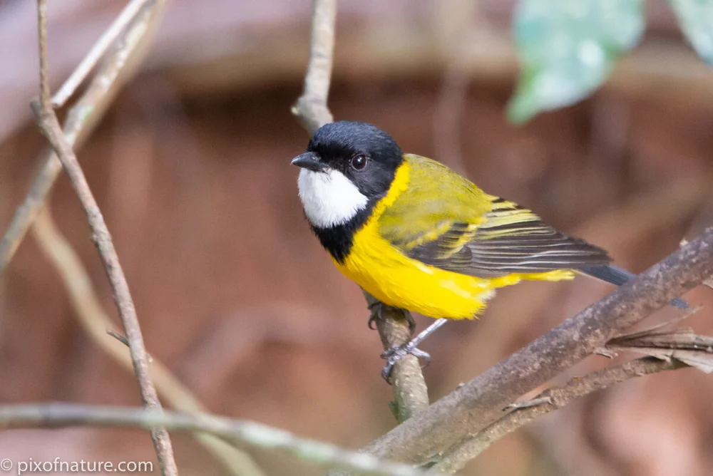 Pix of Nature, Bird Photography by Locky Cooper — pixofnature.com