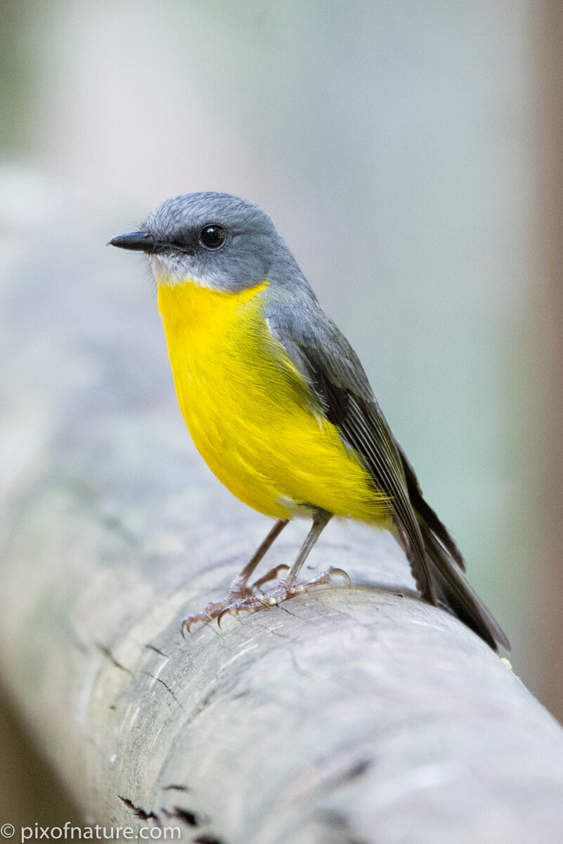 Pix of Nature, Bird Photography by Locky Cooper — pixofnature.com