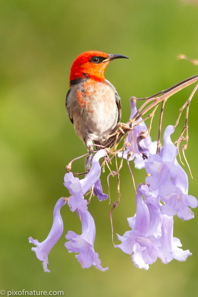 Pix of Nature, Bird Photography by Locky Cooper — pixofnature.com
