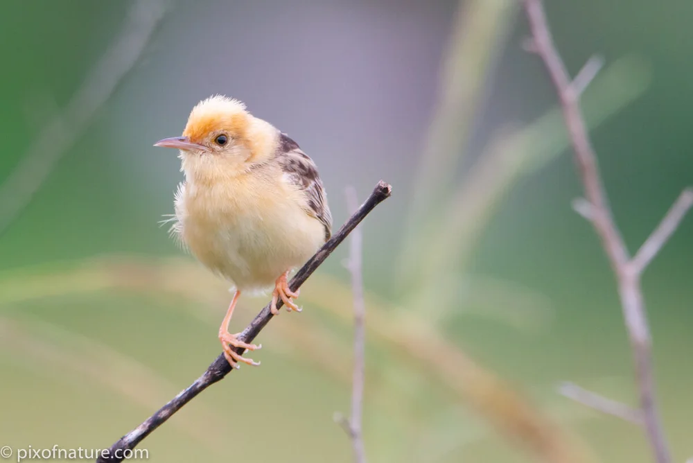Pix of Nature, Bird Photography by Locky Cooper — pixofnature.com