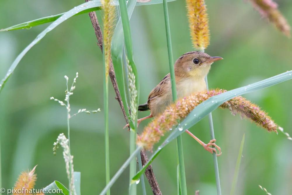Pix of Nature, Bird Photography by Locky Cooper — pixofnature.com