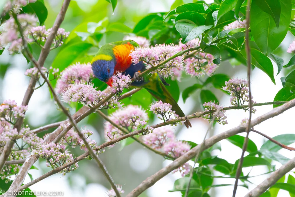 Pix of Nature, Bird Photography by Locky Cooper — pixofnature.com
