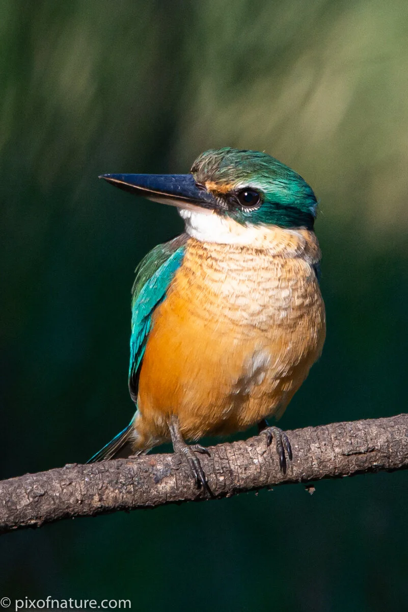 Pix of Nature, Bird Photography by Locky Cooper — pixofnature.com