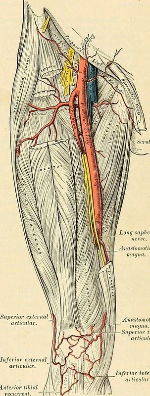 Stubbornly Tight Hip Flexors? Quick Test for Femoral Nerve Tension ...