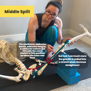 I Can Open My Hips in a Frog Stretch, But Not Middle Splits - What ...