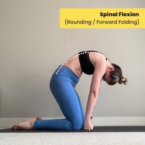Back Stretches for Full Spinal Flexibility — Dani Winks Flexibility