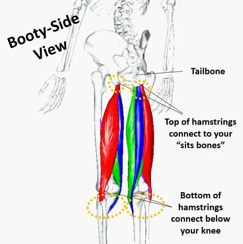 Why Are My Hamstrings Tight? (and How to Fix Them) — Dani Winks Flexibility