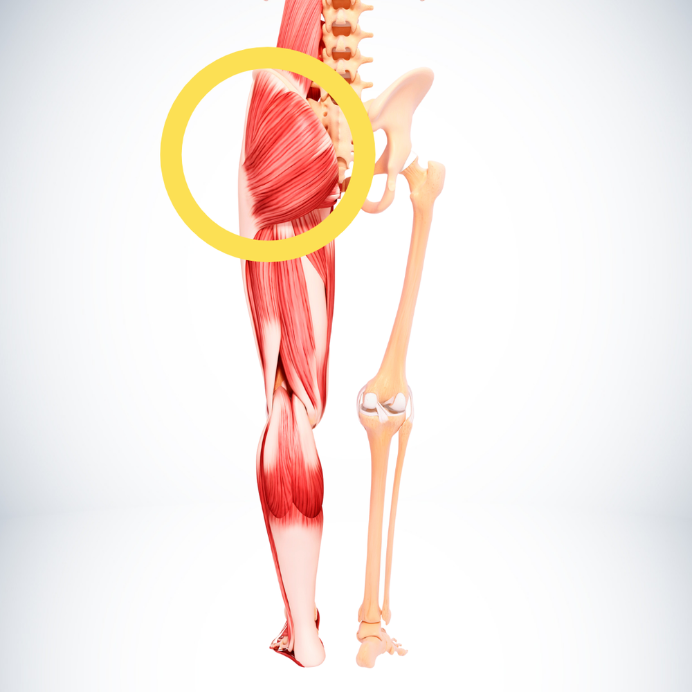 Glute Stretches — Dani Winks Flexibility