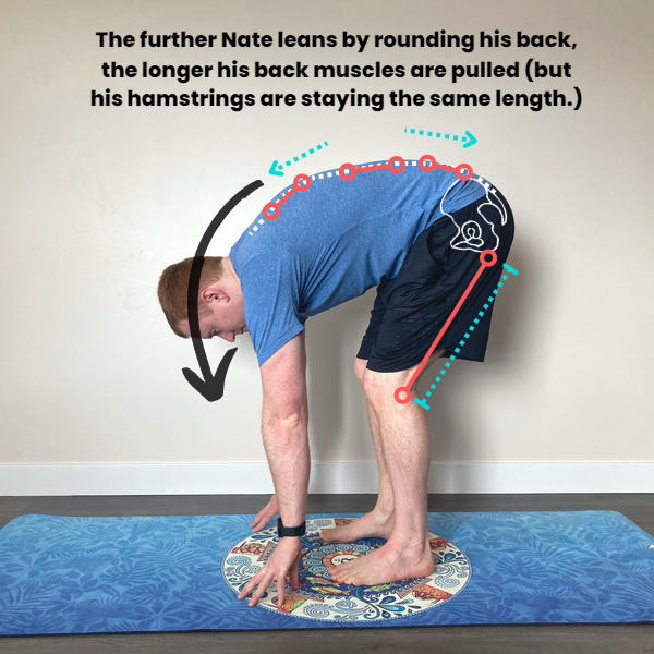 Is it OK to Round Your Back in a Forward Fold? — Dani Winks Flexibility