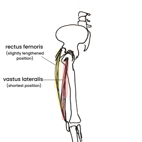 5 Beginner-Friendly Quad Stretches — Dani Winks Flexibility