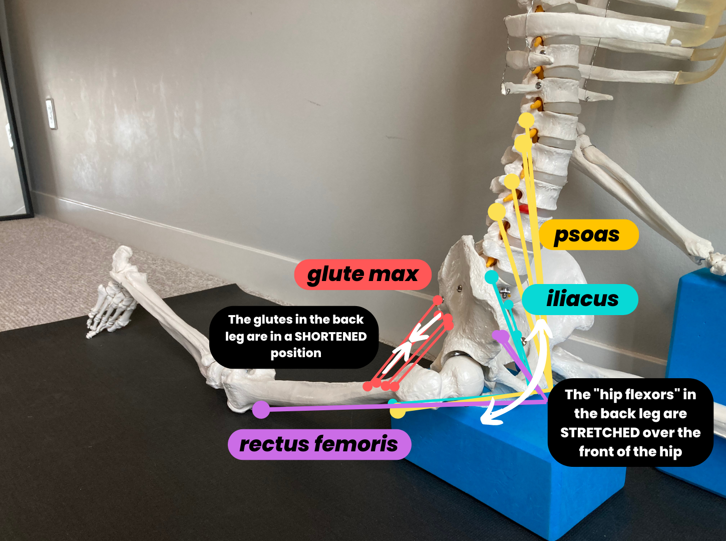 What Muscles Do I Need to Stretch for the Front Splits? — Dani Winks ...