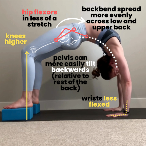 Is It OK To Lift the Heels in a Bridge (Full Wheel)? — Dani Winks Flexibility