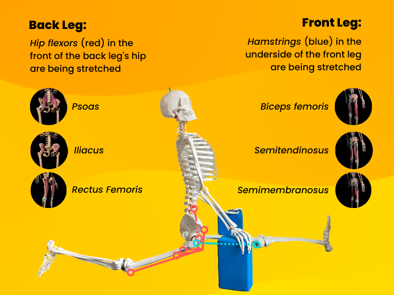 Stop Leaning Forwards in Your Front Splits! — Dani Winks Flexibility