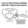Is It Anatomically Possible for Me to Do the Middle Splits? — Dani ...
