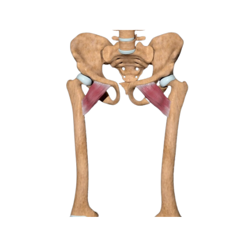 I Can Open My Hips in a Frog Stretch, But Not Middle Splits - What ...