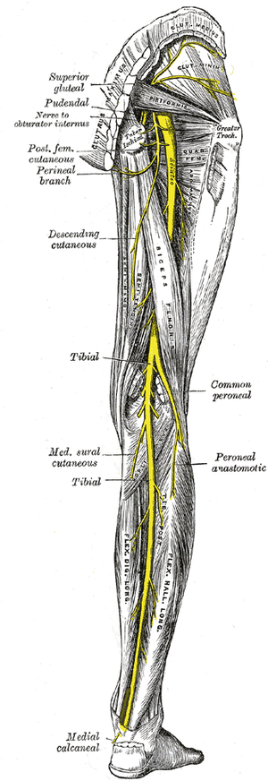 “Diagnosing” Muscle Tightness vs. Nerve Tension — Dani Winks Flexibility