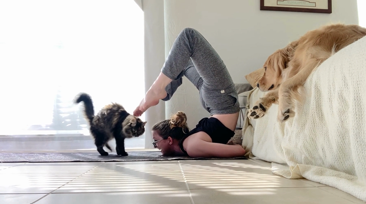 Example Chest Stand Training Progression — Dani Winks Flexibility