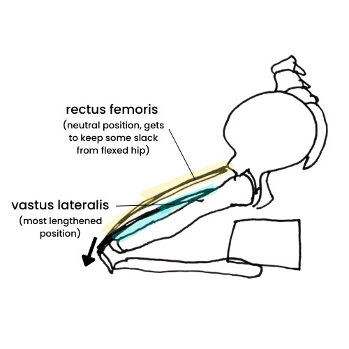 5 Beginner-Friendly Quad Stretches — Dani Winks Flexibility