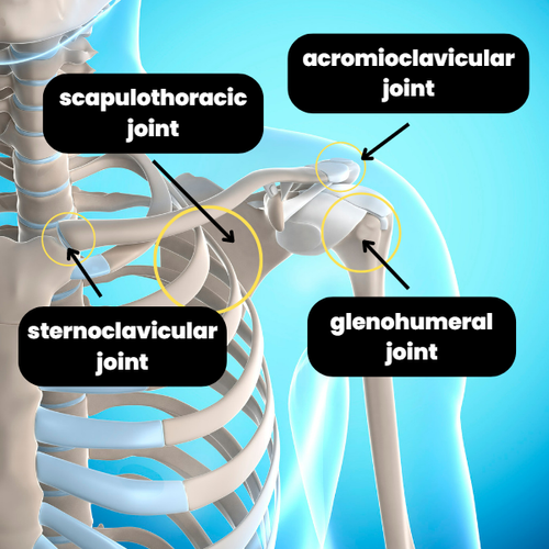 Shoulder Stretches — Dani Winks Flexibility