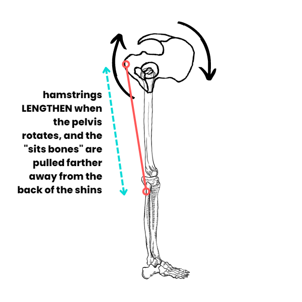 Is it OK to Round Your Back in a Forward Fold? — Dani Winks Flexibility