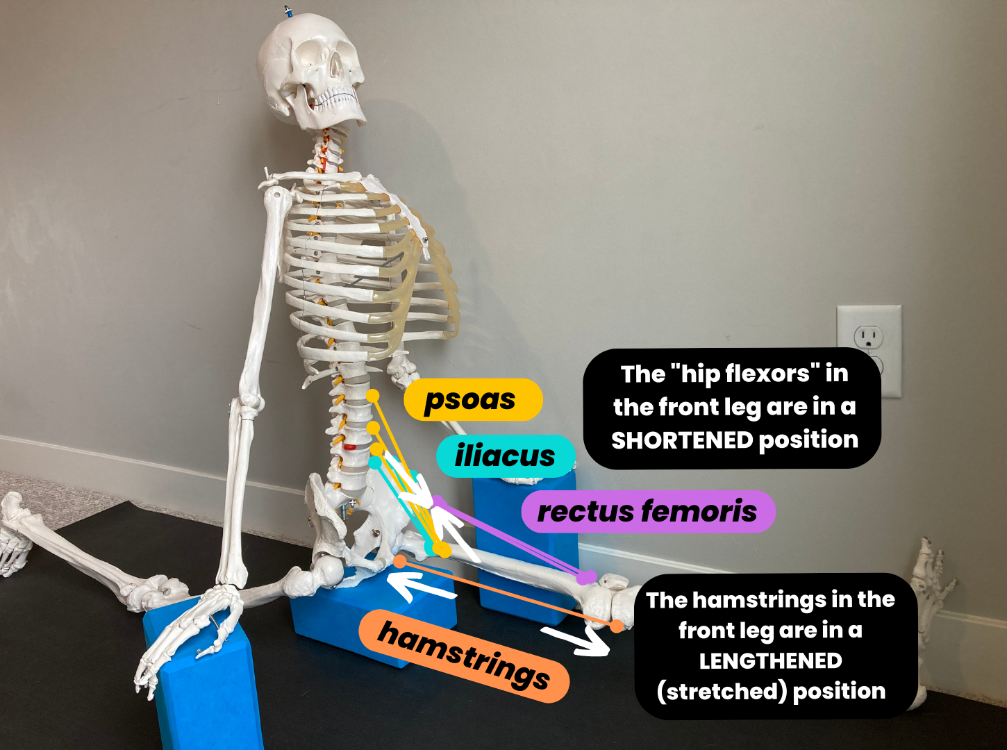 What Muscles Do I Need to Stretch for the Front Splits? — Dani Winks ...