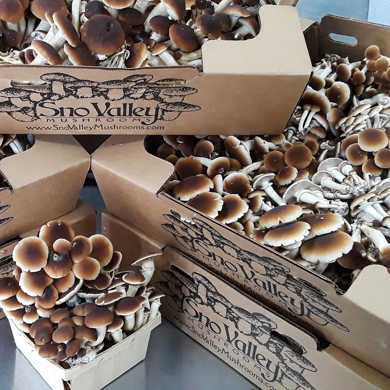 Sno-Valley Mushrooms