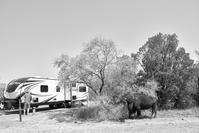 A Camper and a Bison — Artworks Center for Contemporary Art - Loveland ...