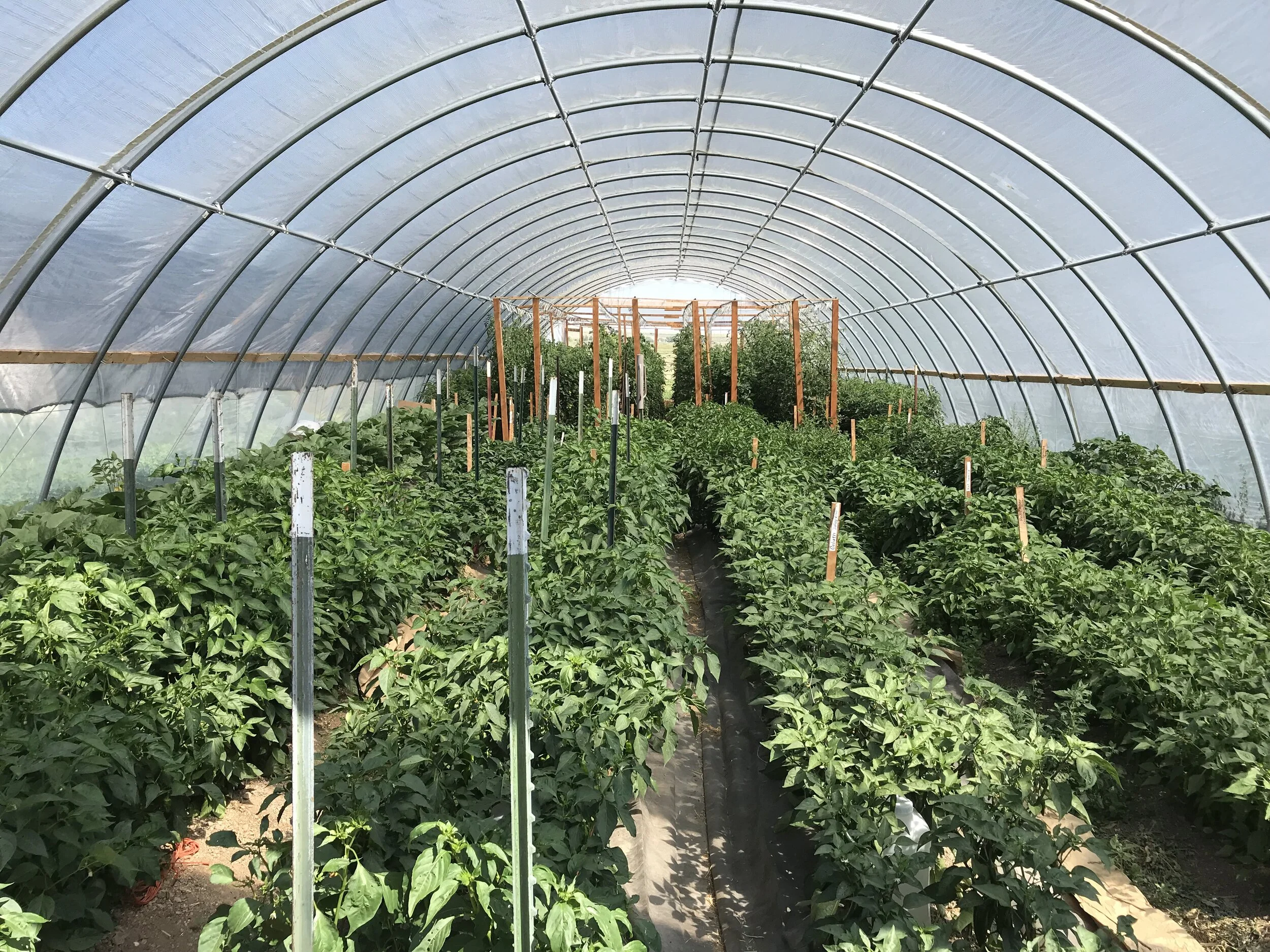 Lotspeich Family Farm