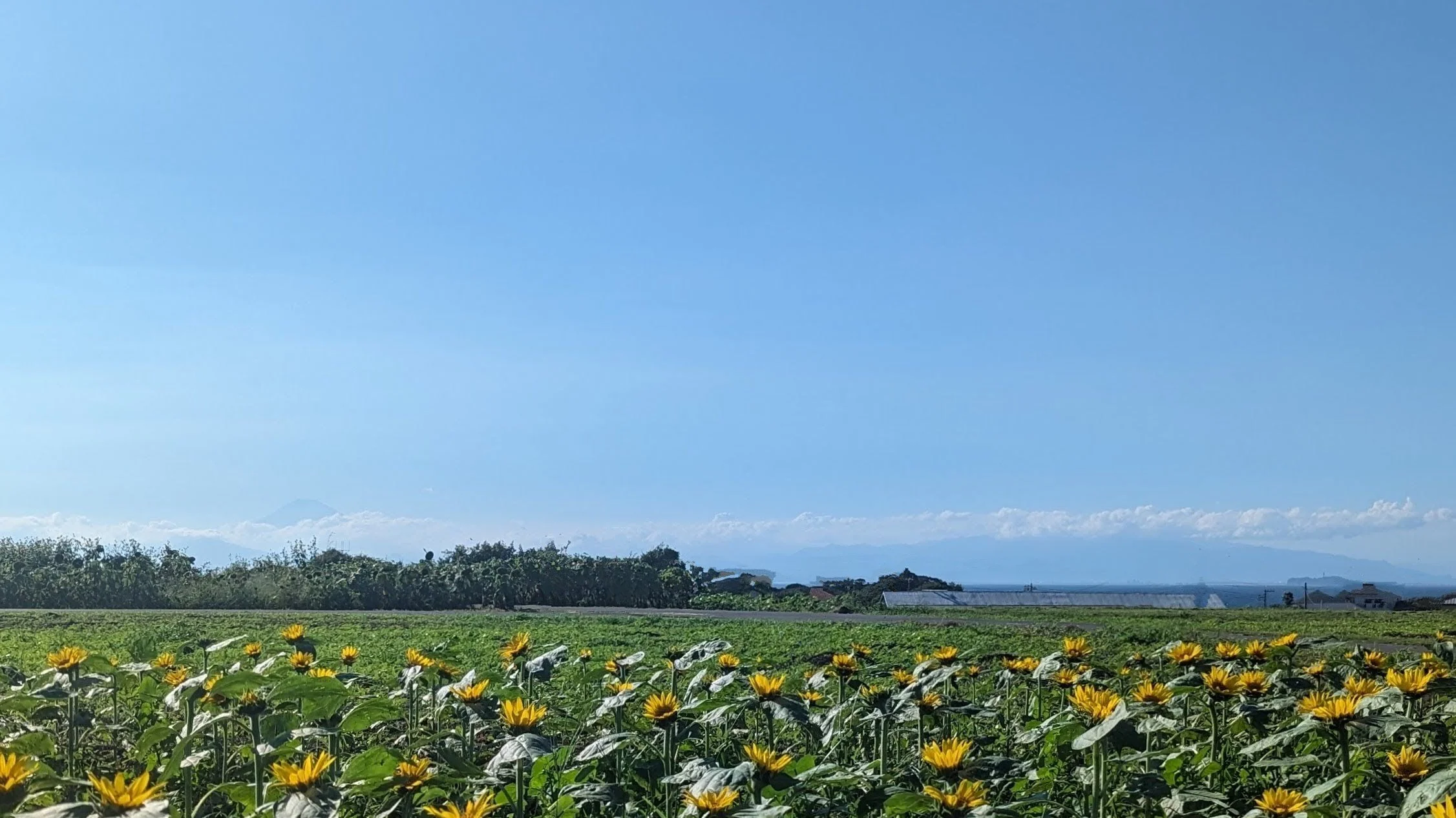 Blog — Takeuchi Yasuo