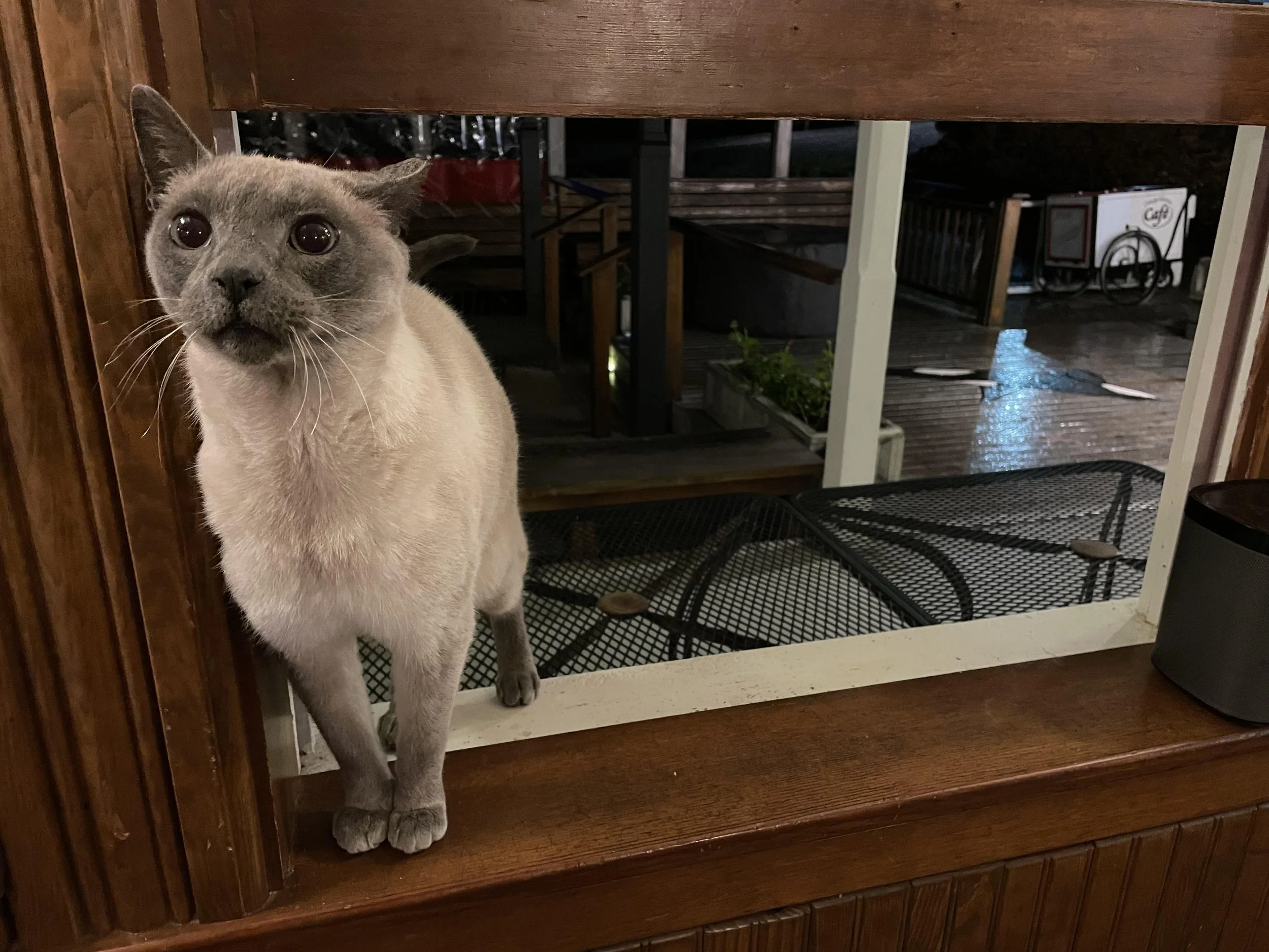 Mr. Lily — Eastsound Mayor