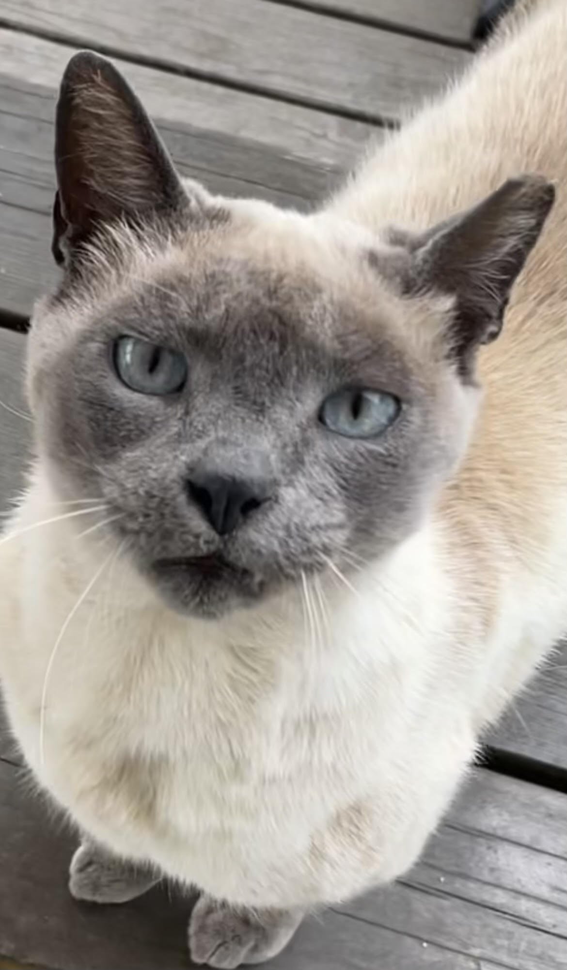 Our Mayor — Eastsound Mayor