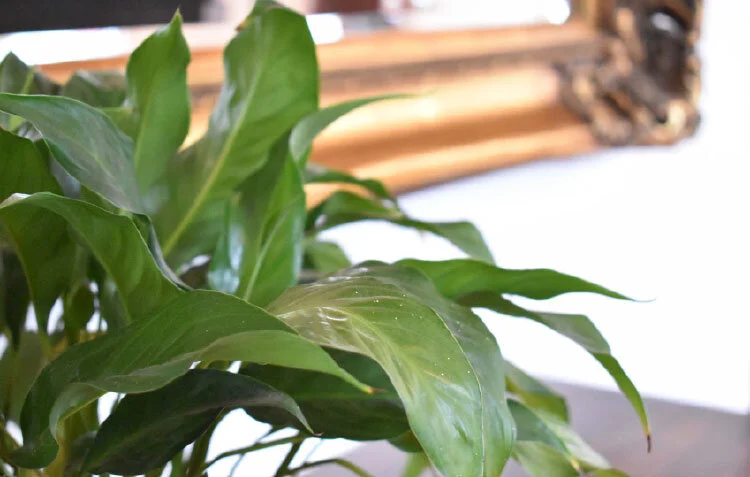 Postmaster Hotel Kew - Your New Local Pub | Home