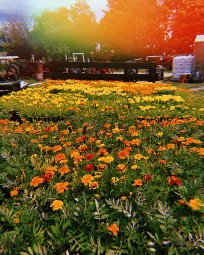 Schneider's Farm - Melville, NY