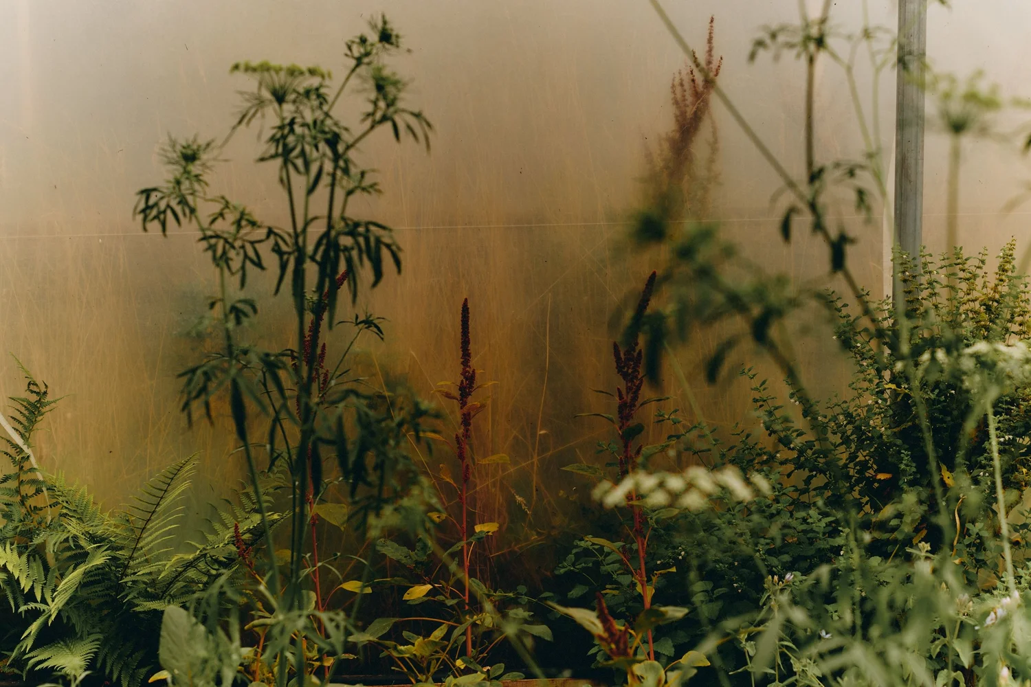 PYRUS | Specialist Botanical Design Studio